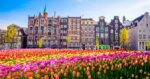 La espectacular floración de tulipanes en Holanda | Mis Tulipanes